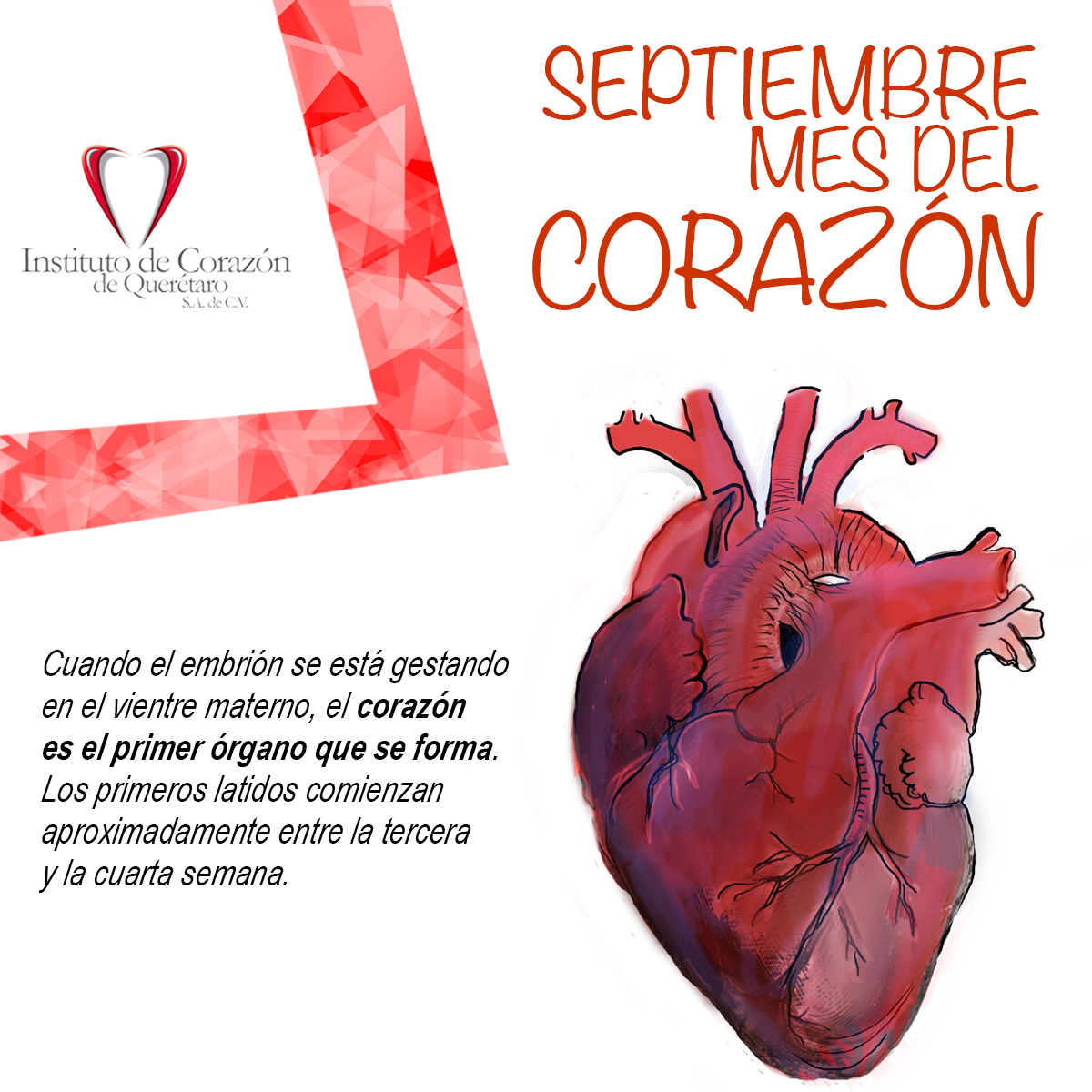 Noticias – Idecorazon